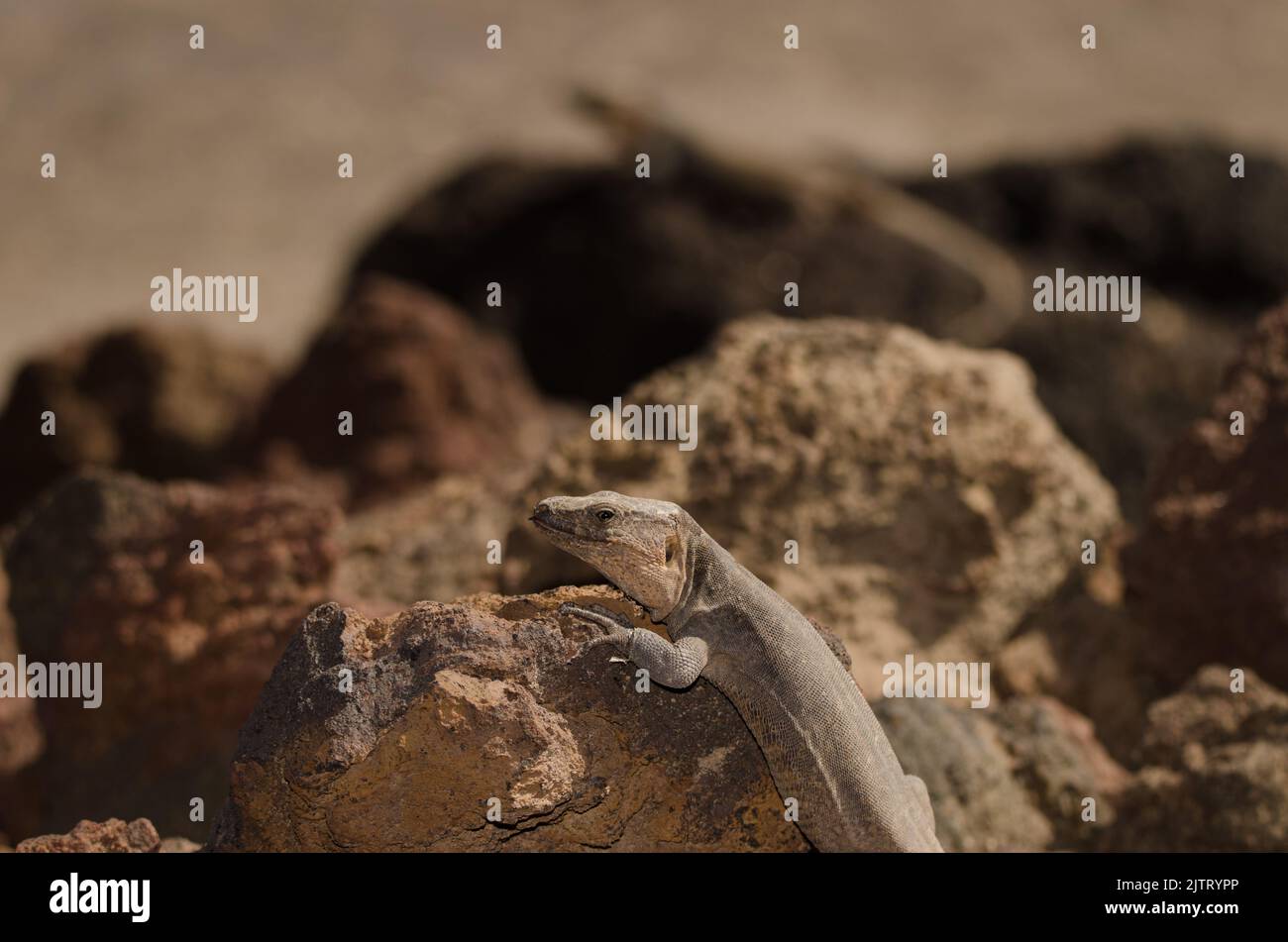 Gran canaria giant lizards hi-res stock photography and images - Alamy