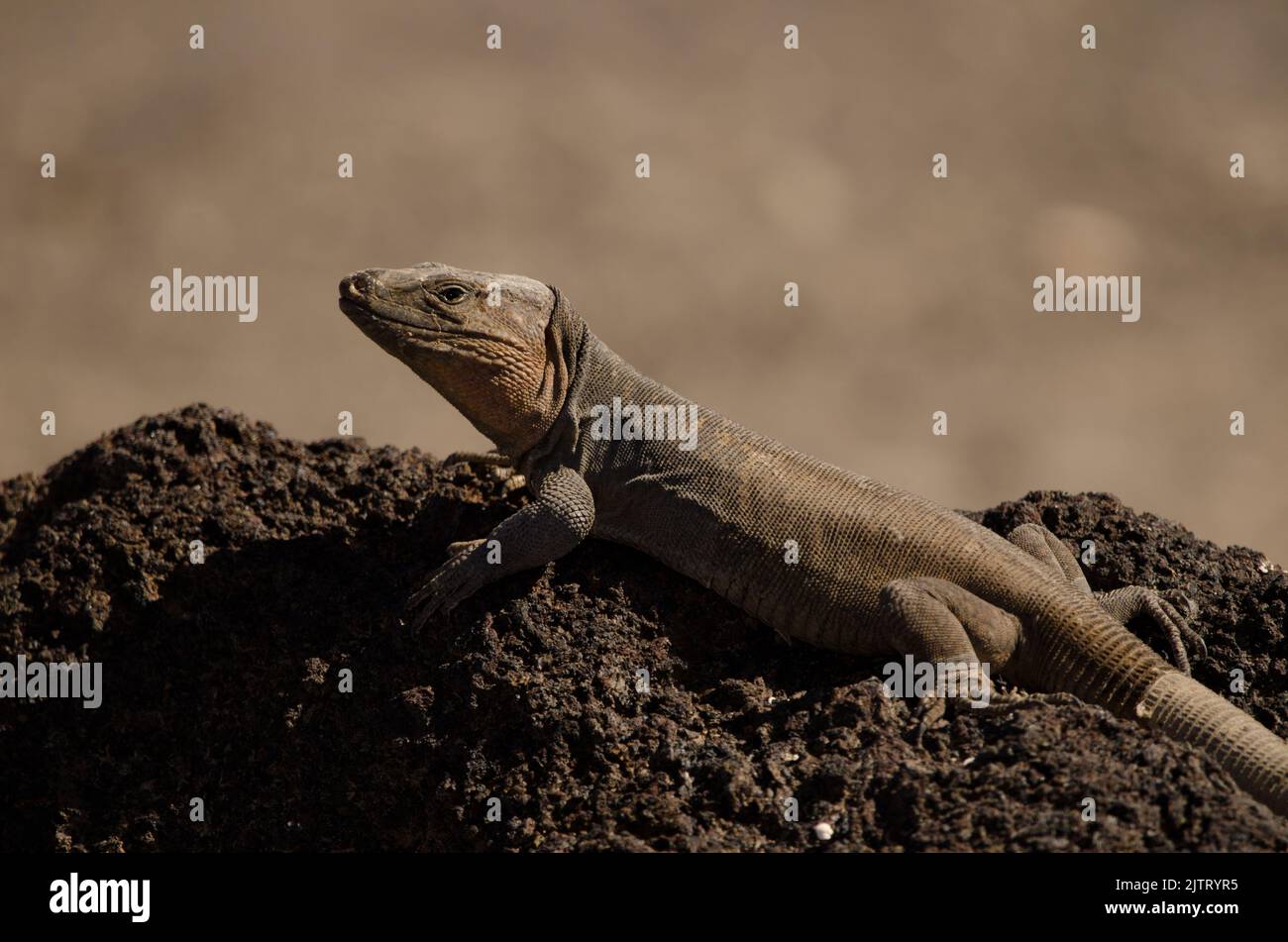 Male Gran Canaria giant lizard Gallotia stehlini. La Garita. Telde ...