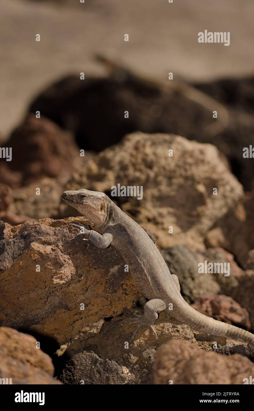 Gran Canaria giant lizard Gallotia stehlini. Male and another one out ...