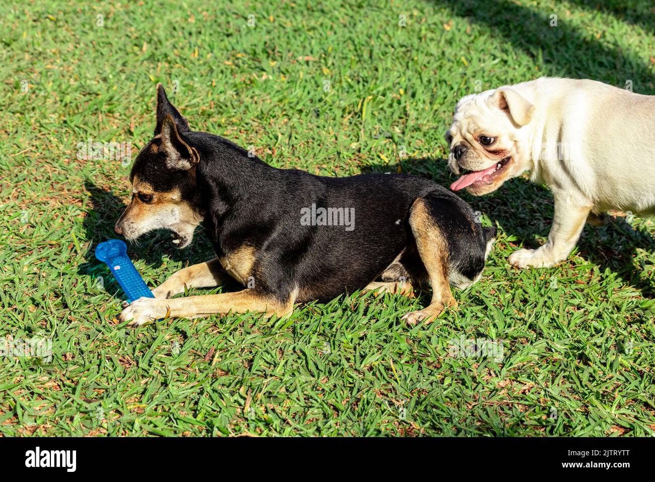 Pinscher pug hi-res stock photography and images - Alamy