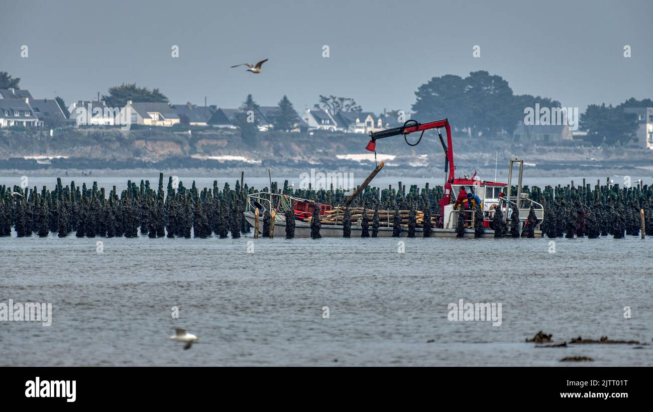 Mussel farmers harvest bouchot mussels using their boat Stock Photo - Alamy