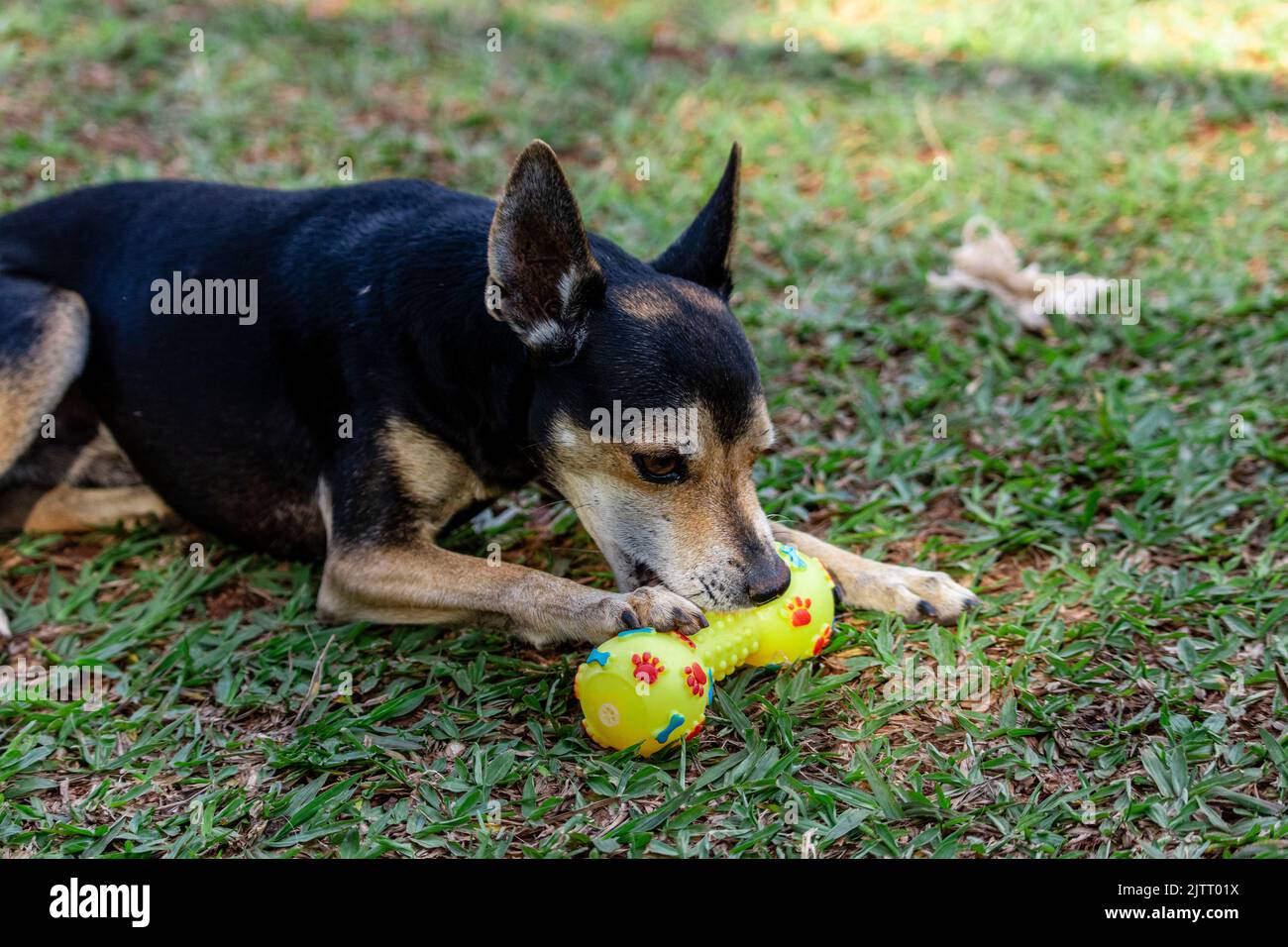 Miniature pinscher pug hi-res stock photography and images - Alamy