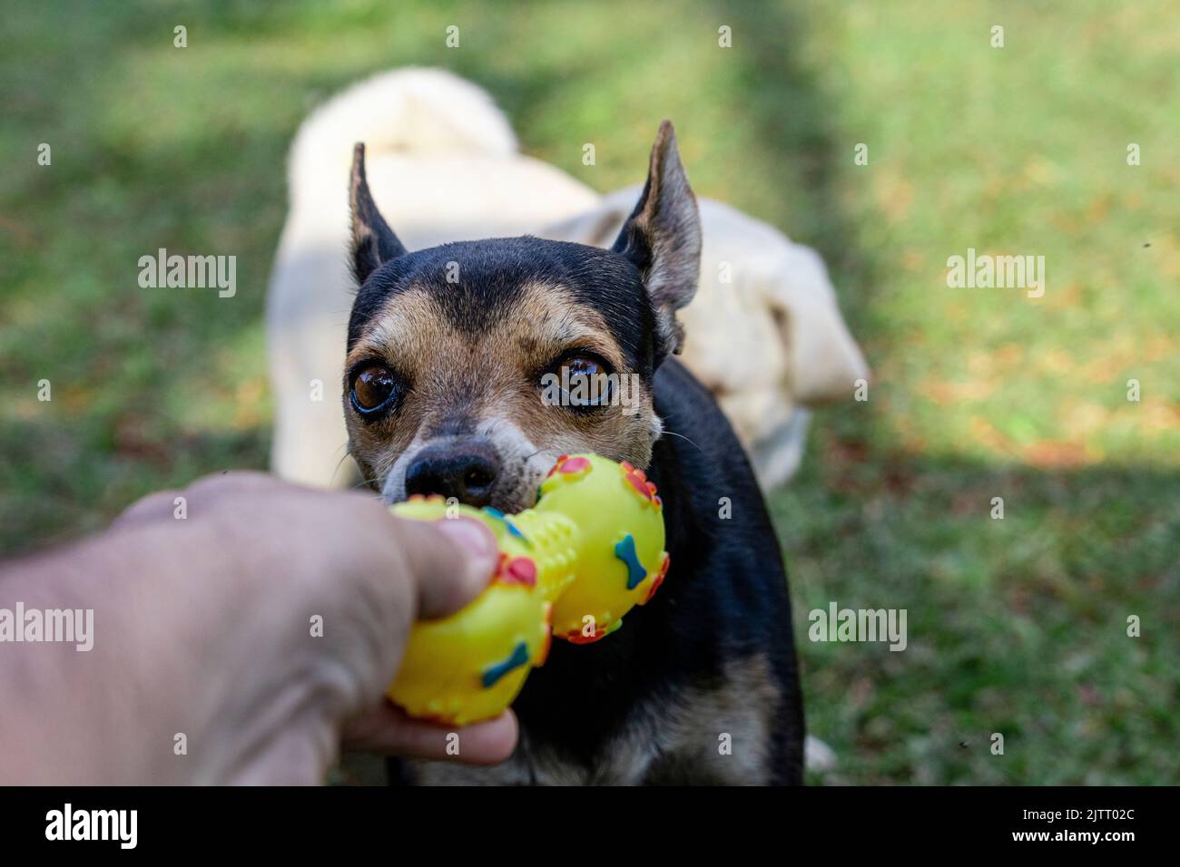 Pinscher and pug dog chasing each other on the grass, playing Stock ...