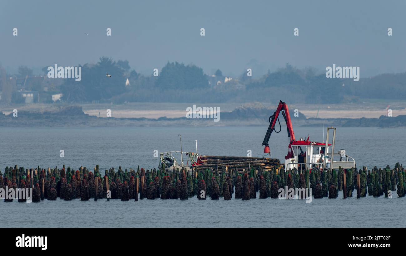 Mussel farmers harvest bouchot mussels using their boat Stock Photo - Alamy
