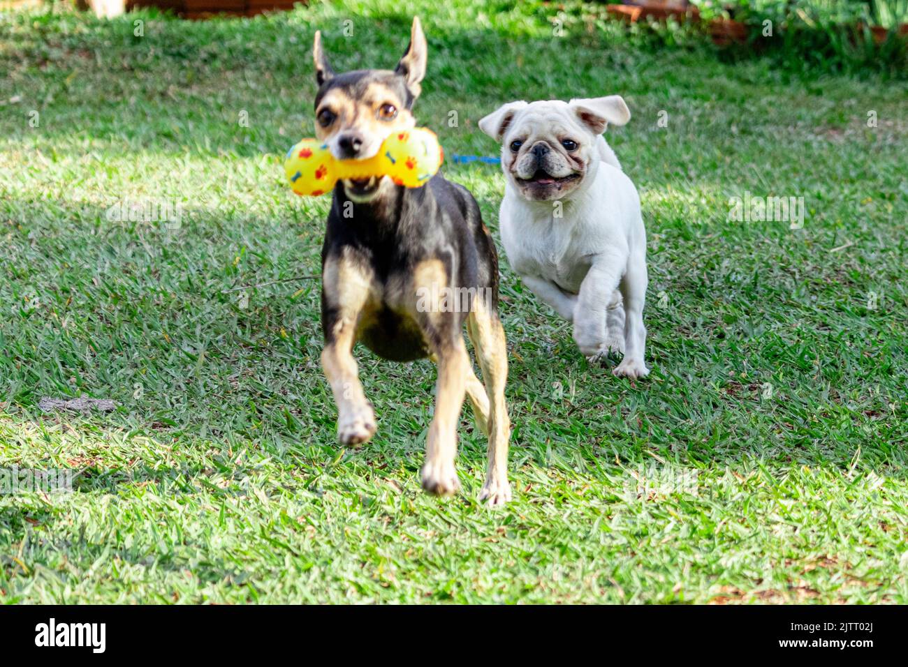 Miniature pinscher pug hi-res stock photography and images - Alamy