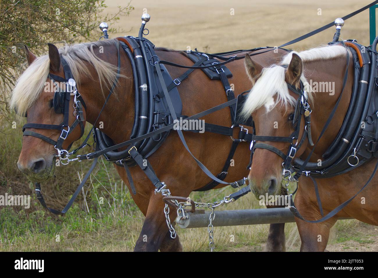 Heavy horse pulling a cart hi-res stock photography and images - Alamy