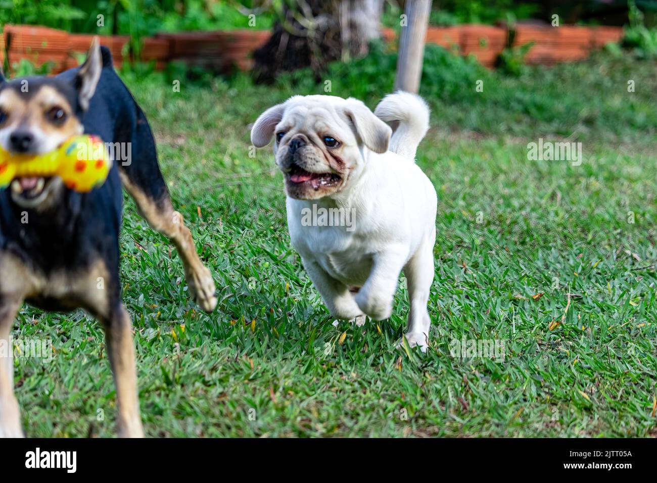 Pinscher and pug dog chasing each other on the grass, playing Stock ...