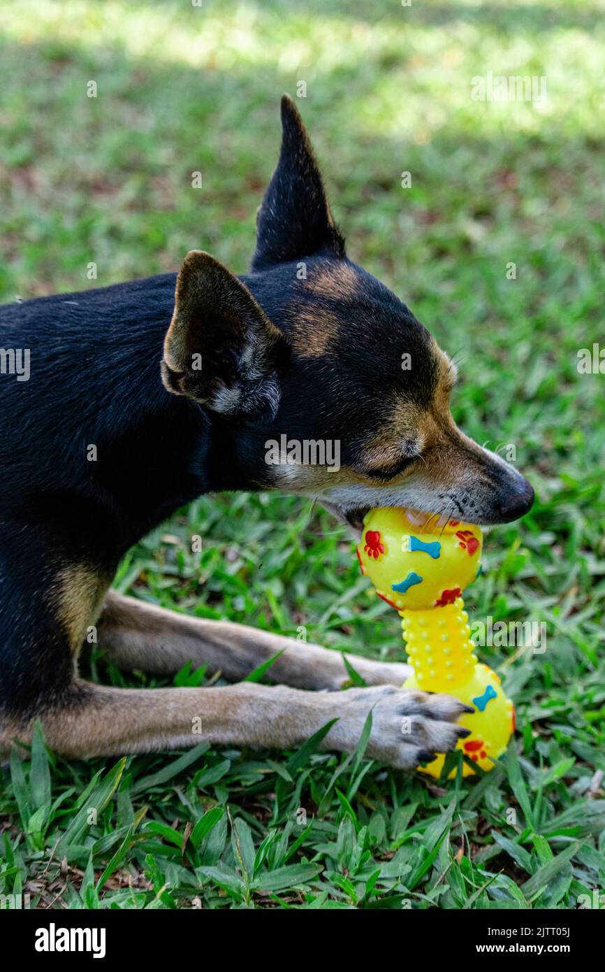 Miniature pinscher pug hi-res stock photography and images - Alamy