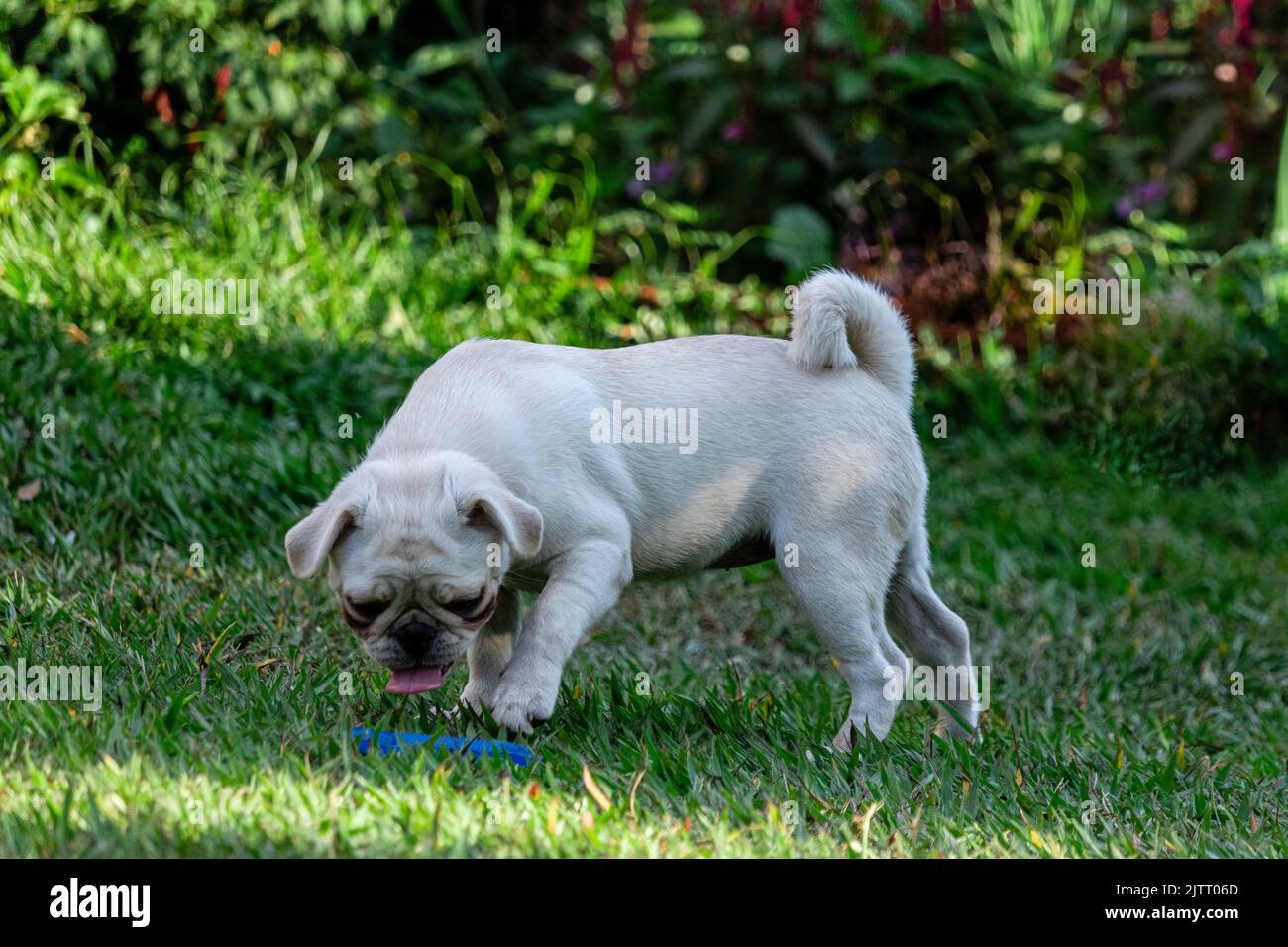 Pug dog walking through the grass Stock Photo - Alamy
