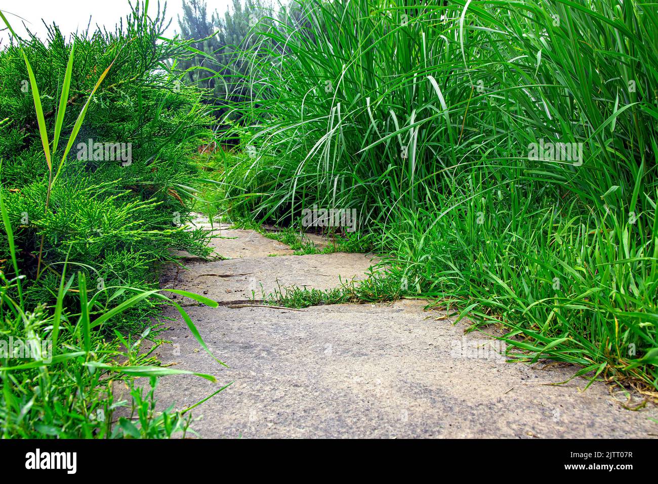 yellow natural stone path paved in backyard with green plants, garden ...