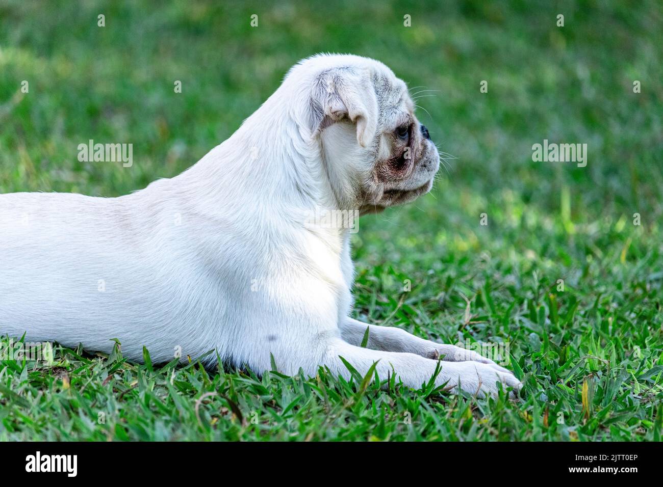Excited Animal Funny