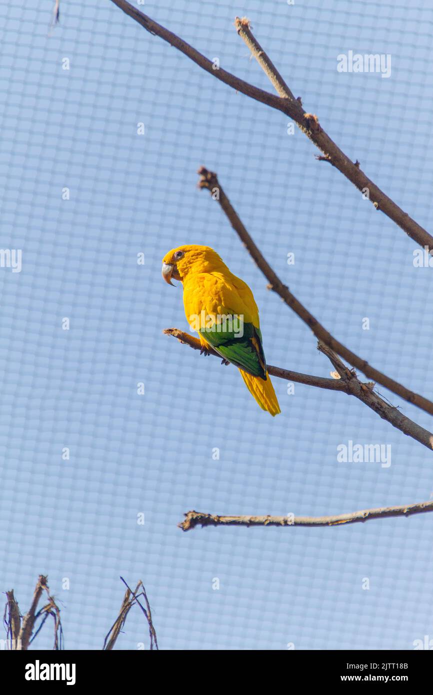 Outdoor parrot ararajuba in a park in Rio de Janeiro Stock Photo - Alamy