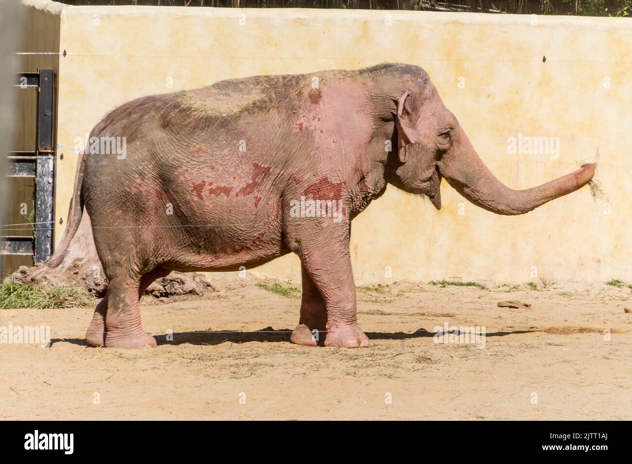 elephant outdoors in Rio de Janeiro Brazil Stock Photo - Alamy