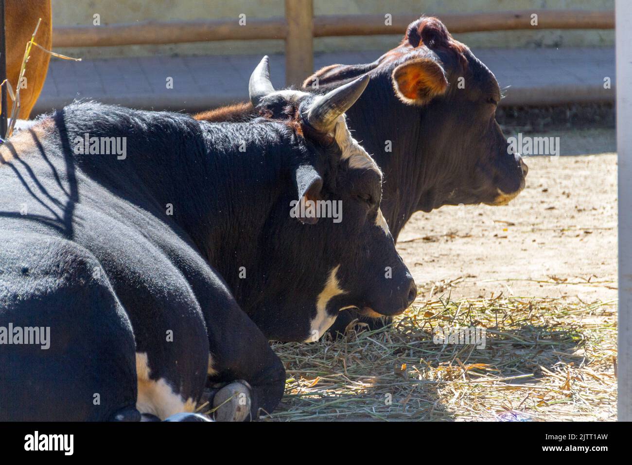 ox and cow lying in the sun on a farm in Rio de Janeiro Stock Photo - Alamy
