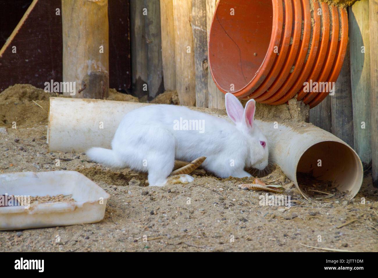 Animal rio hi-res stock photography and images - Alamy