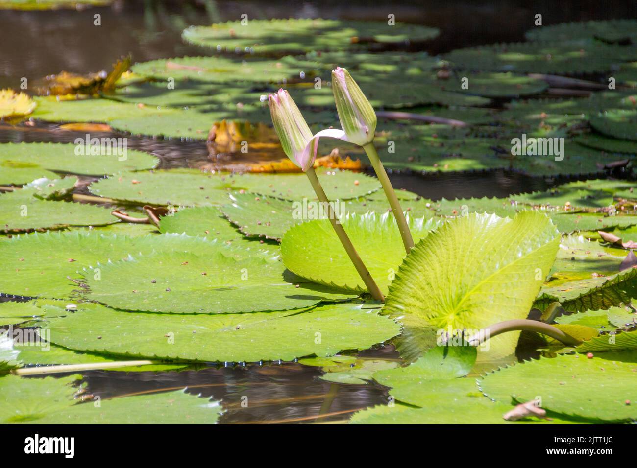 regia plant blooming in a lake in Rio de Janeiro Stock Photo - Alamy