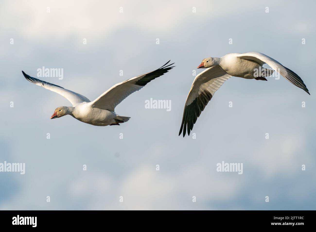A shallow focus shot of two adorable snow geese in flight with open ...