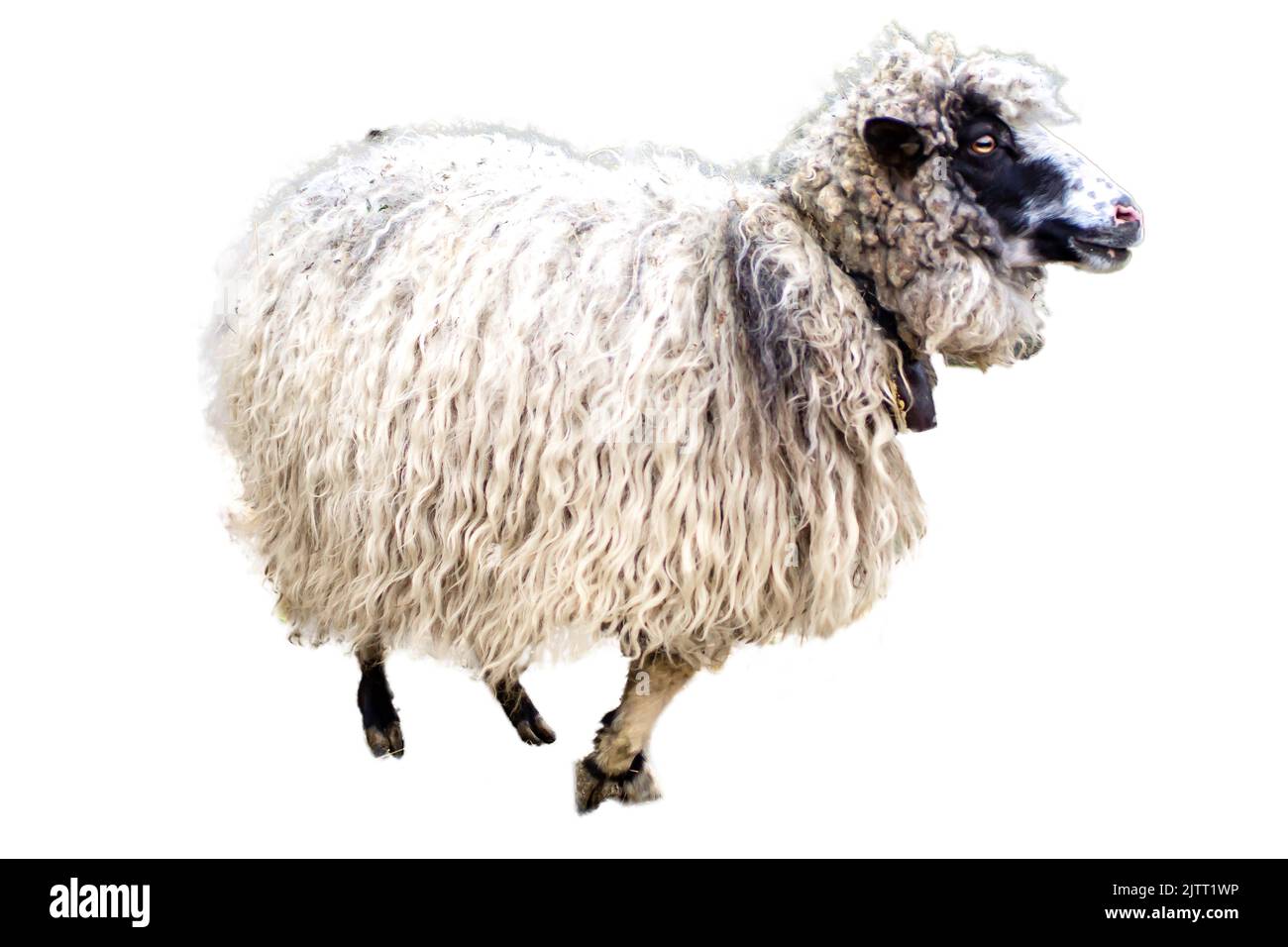 Mountain Carpathian sheep breed. Adult sheep, white with black muzzle ...