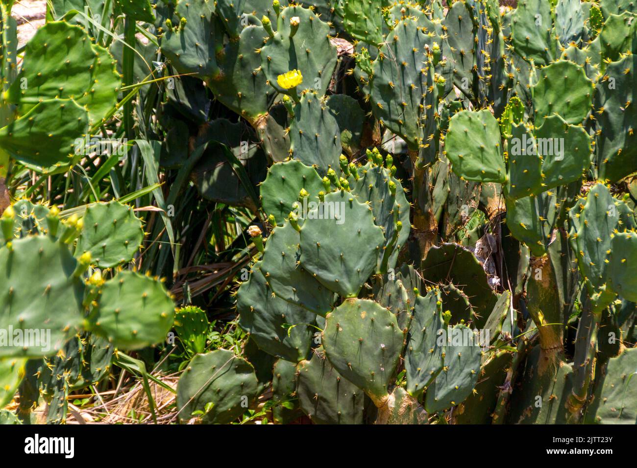 cactus with yellow flower on a beach in Rio de Janeiro Brazil Stock ...