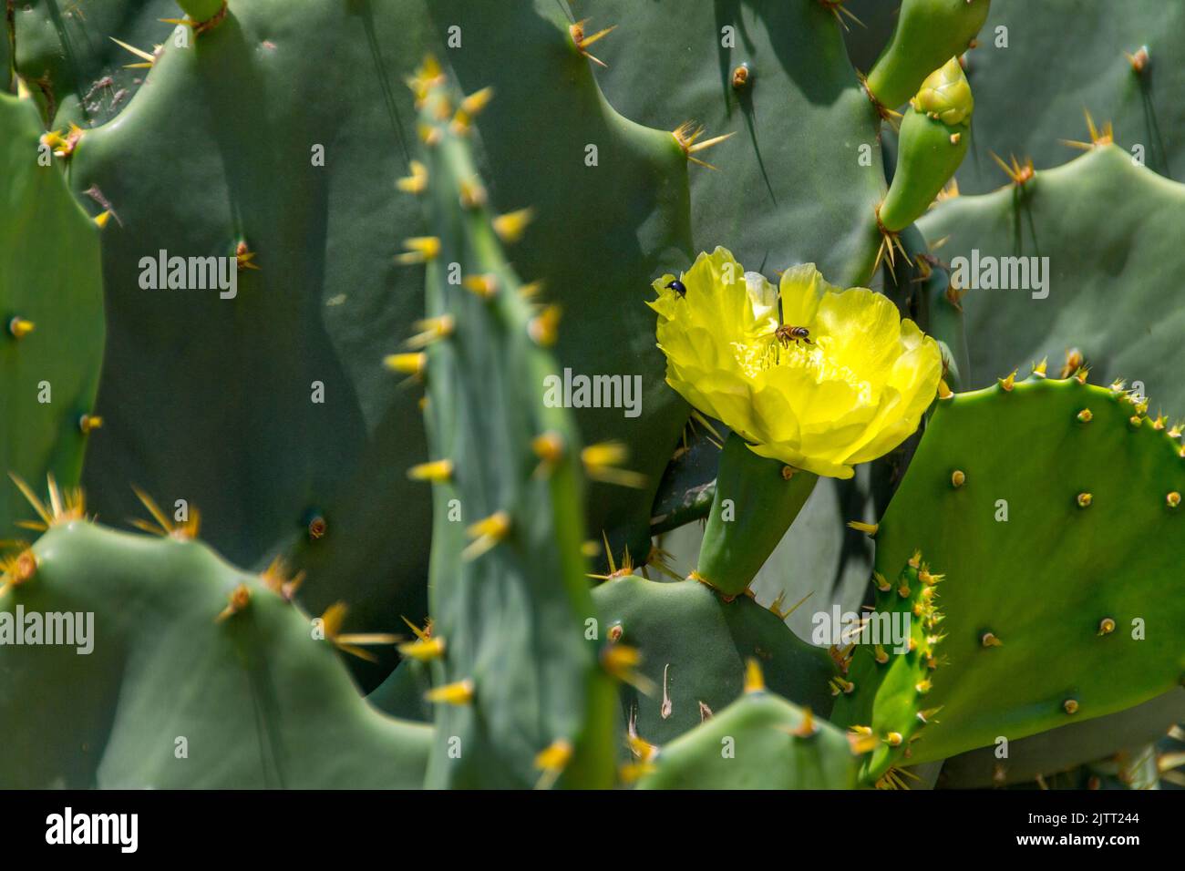 cactus with yellow flower on a beach in Rio de Janeiro Brazil Stock ...