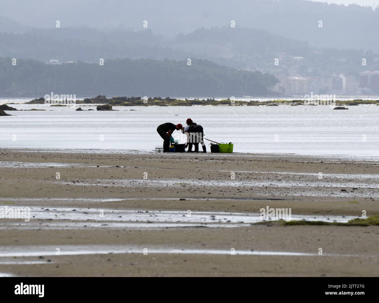 A shellfish collector and two shellfish collectors female shellfishing ...