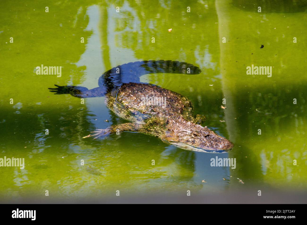 Yellow-bellied caiman in a lake in Rio de Janeiro Stock Photo - Alamy