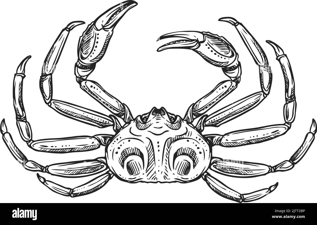 Swimming crab, marine exotic animal with exoskeleton, pair of pincers ...