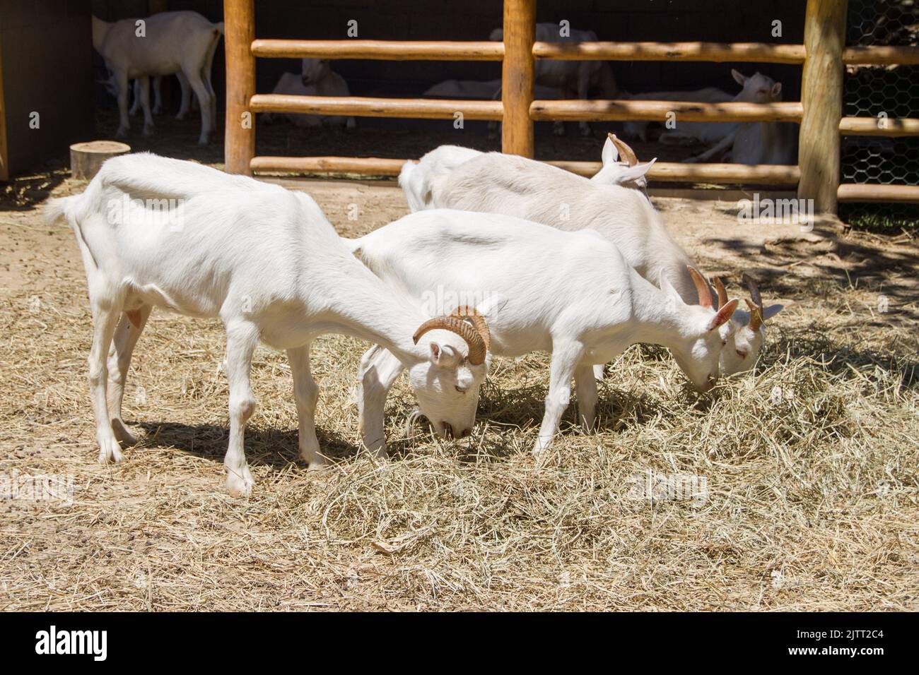 goats eating at a farm in Rio de Janeiro Brazil Stock Photo - Alamy
