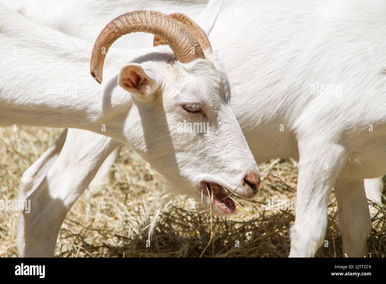 goats eating at a farm in Rio de Janeiro Brazil Stock Photo - Alamy