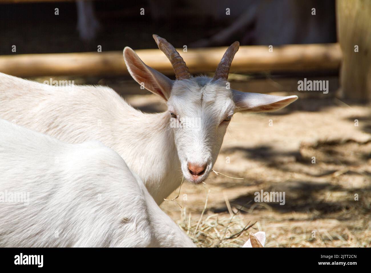 goats eating at a farm in Rio de Janeiro Brazil Stock Photo - Alamy