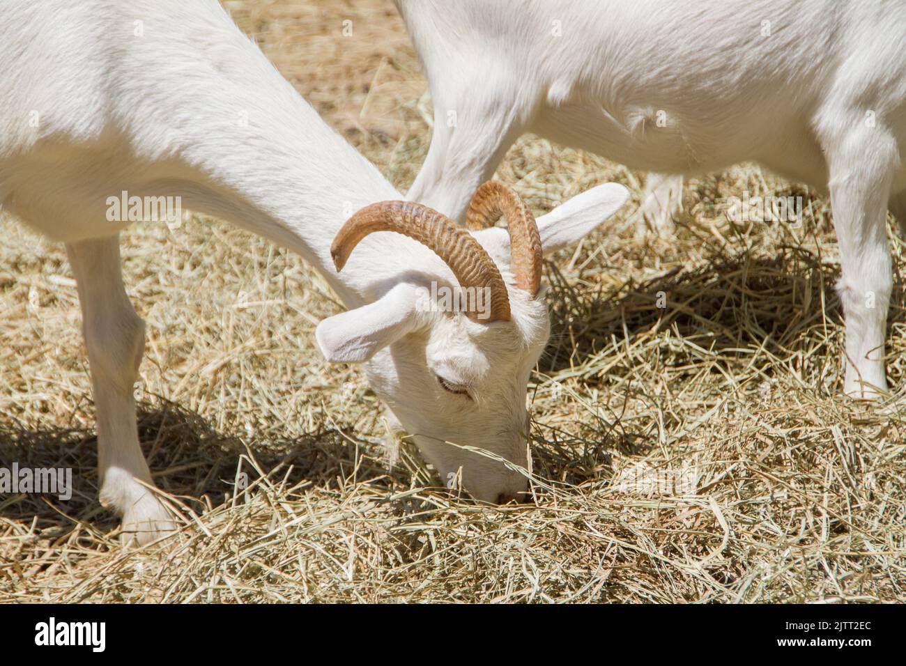 goats eating at a farm in Rio de Janeiro Brazil Stock Photo - Alamy