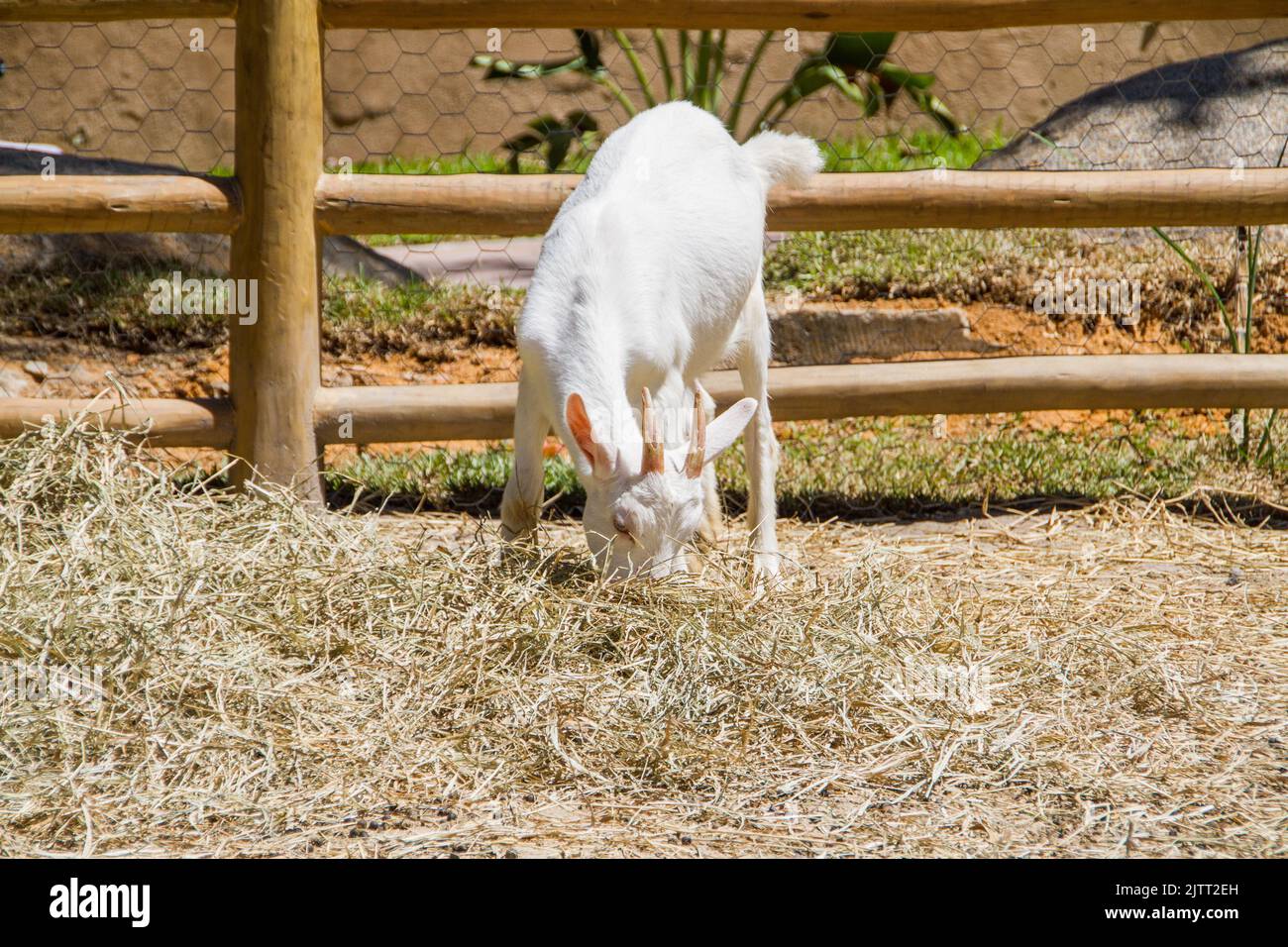 goats eating at a farm in Rio de Janeiro Brazil Stock Photo - Alamy
