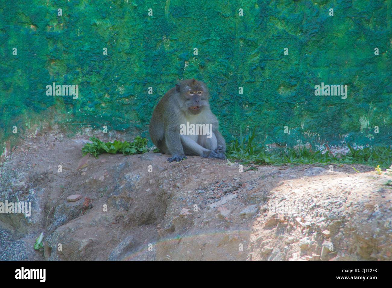Monkey pack hi-res stock photography and images - Alamy