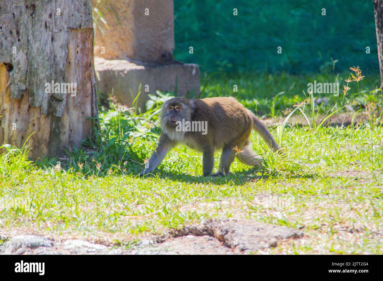 Monkey pack hi-res stock photography and images - Alamy