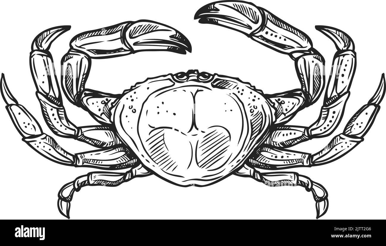 Cooked edible crab Stock Vector Images - Alamy