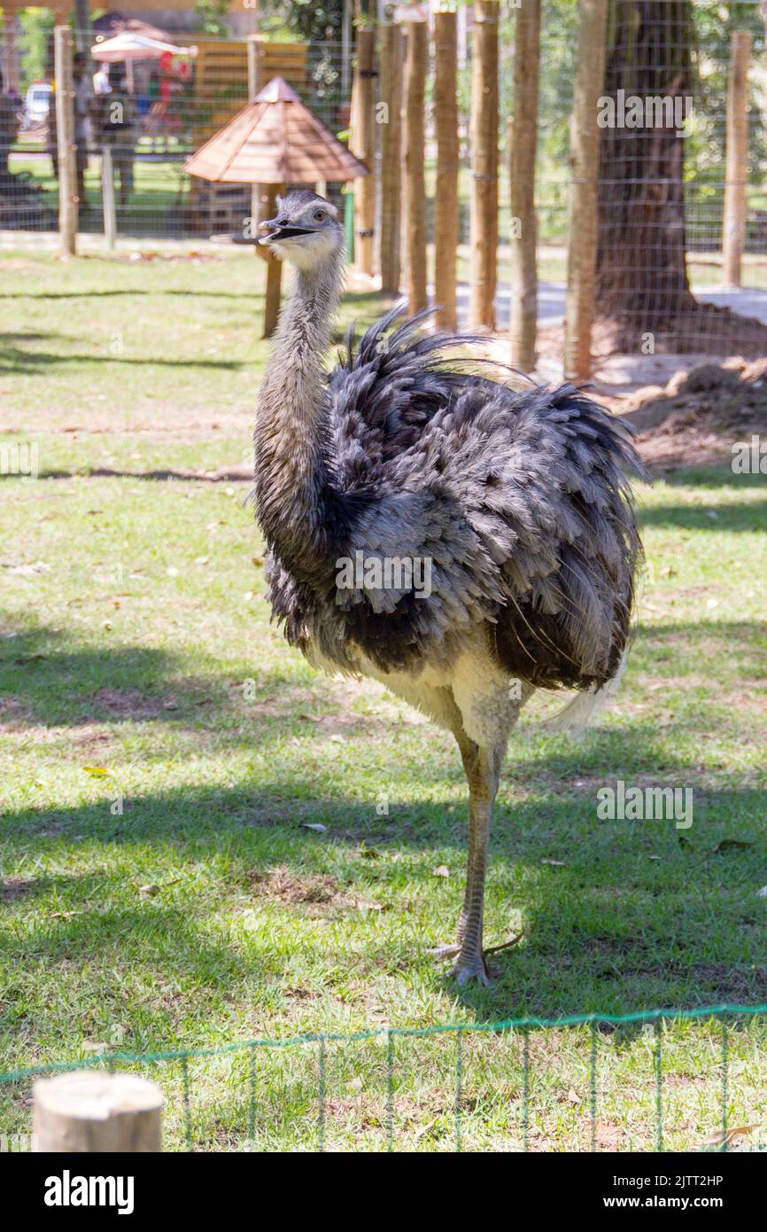 Ostrich outdoors in a park in Rio de Janeiro, Brazil Stock Photo - Alamy