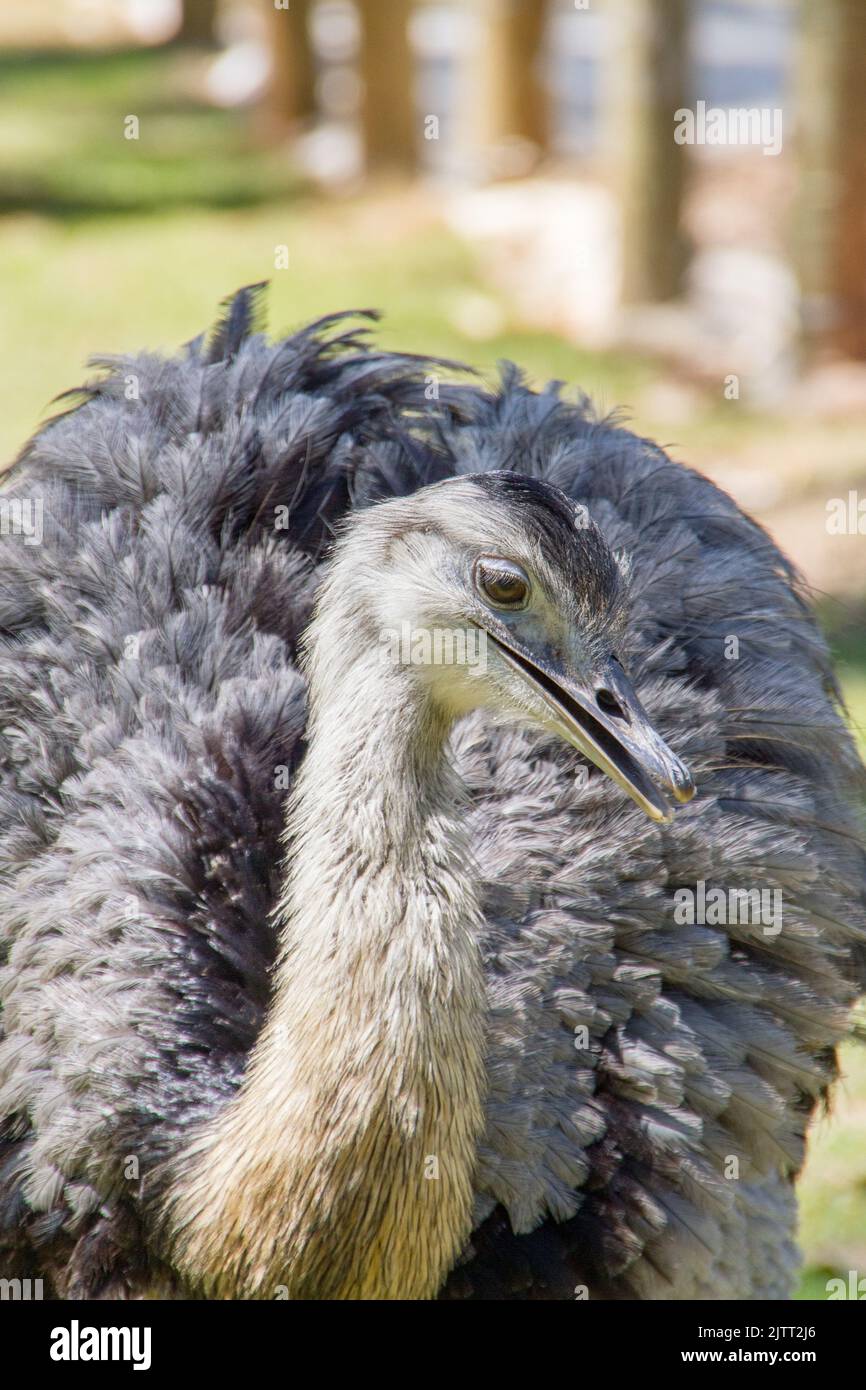 Ostriches in a field hi-res stock photography and images - Alamy
