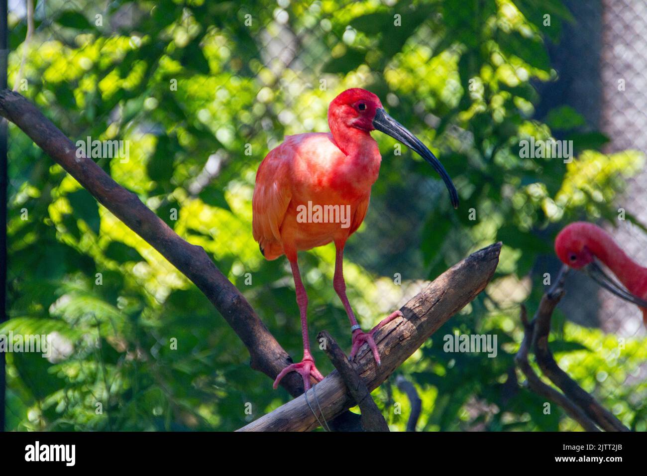 bird known as guara on a branch outdoors in rio de janeiro Stock Photo ...