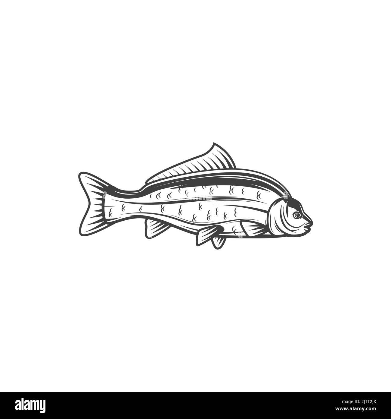 Carp fish, sea food and fishing vector icon. Freshwater fish of river ...