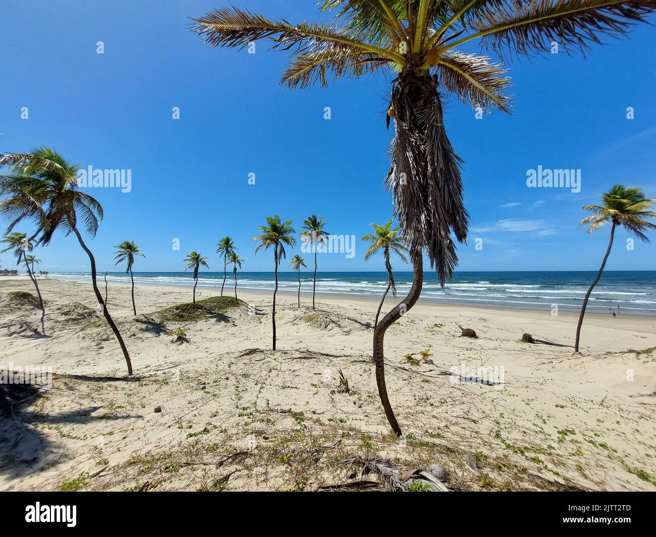 Mangue Seco, Brazil . august 8 2022 - palms in the beach Stock Photo ...