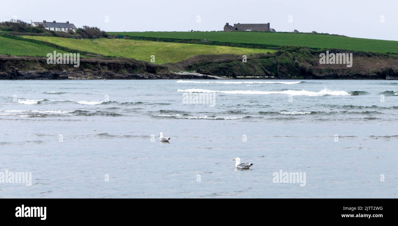 Two seagull birds are swimming on the sea surface. The green hills of ...