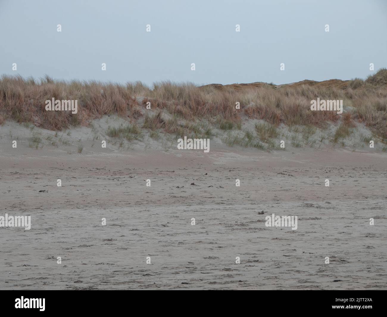 Thickets of grasses on the sandy seashore under a cloudy sky. Coastal ...