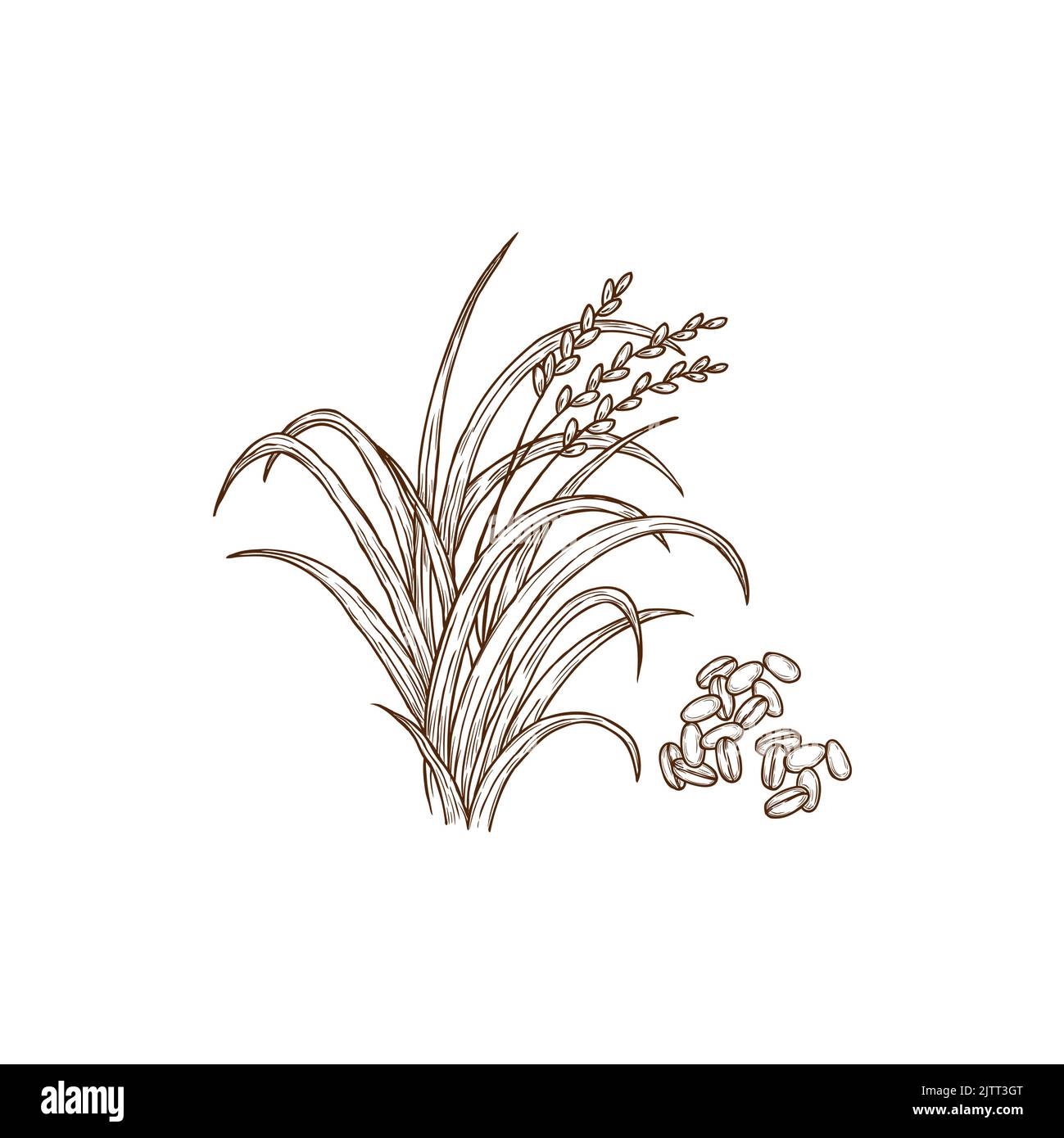 Grain panicle rice leaf Stock Vector Images - Alamy