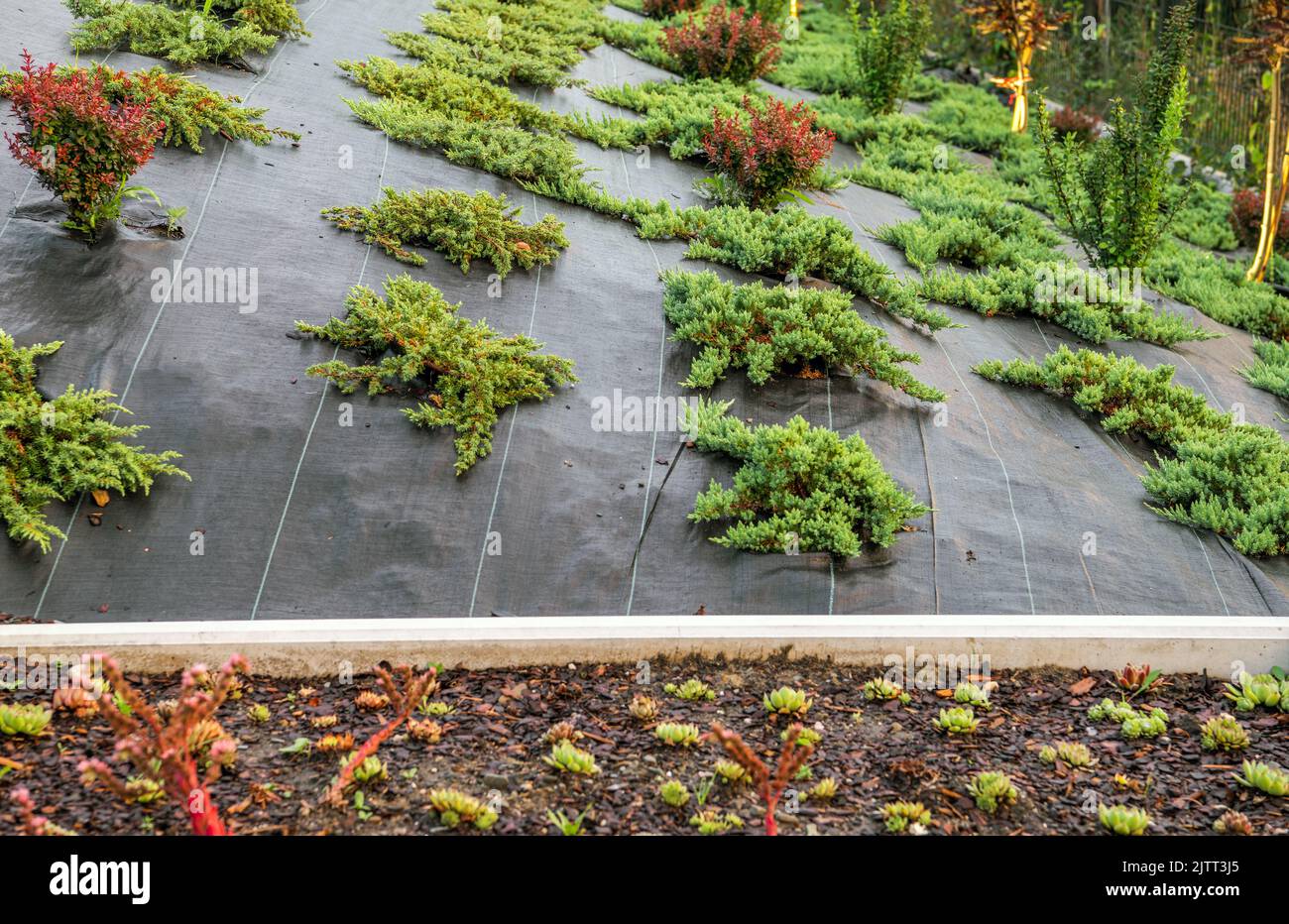 Numerous Young Green Shrubs Planted in the Soil Covered with ...