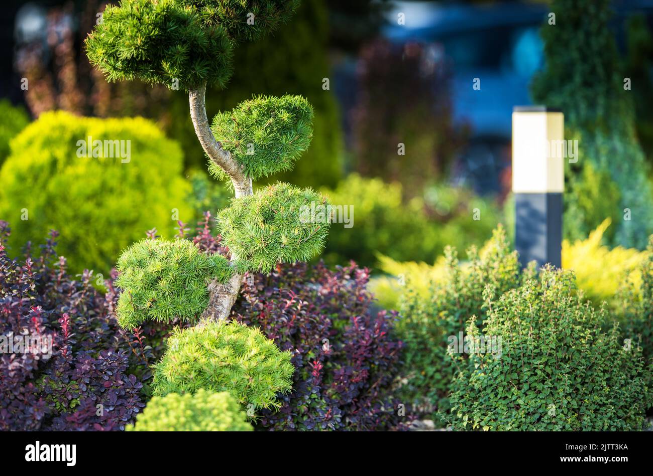 Pine tree shrub garden hi-res stock photography and images - Alamy