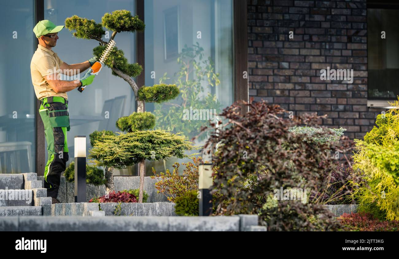 Professional Caucasian Gardener Trimming Bonsai Decorative Tree in the ...