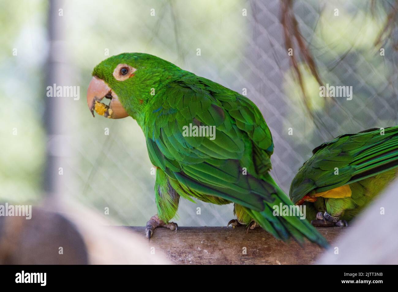 Parrots rainforest hi-res stock photography and images - Alamy