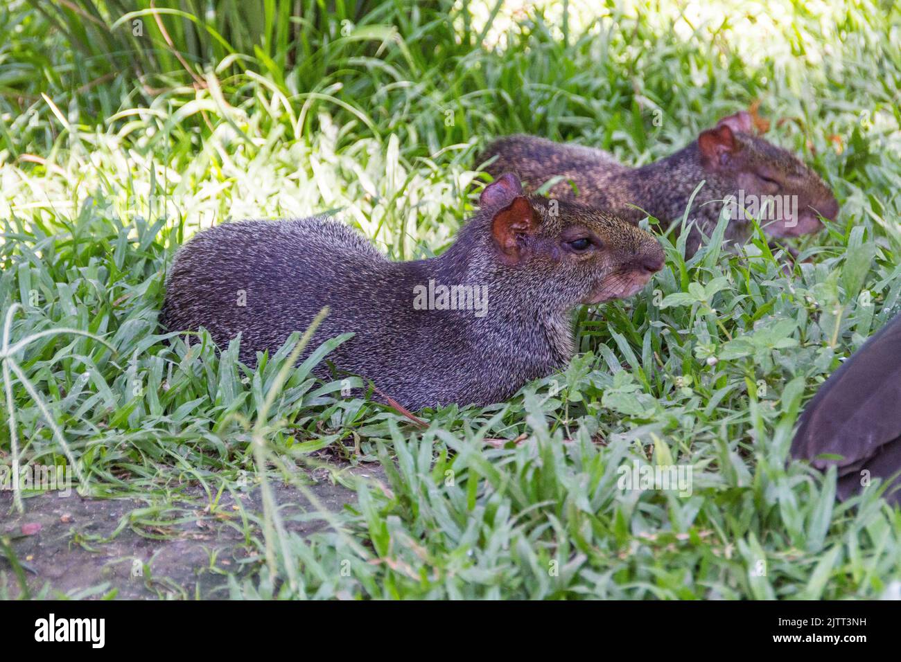 Agouti in the wild hi-res stock photography and images - Alamy