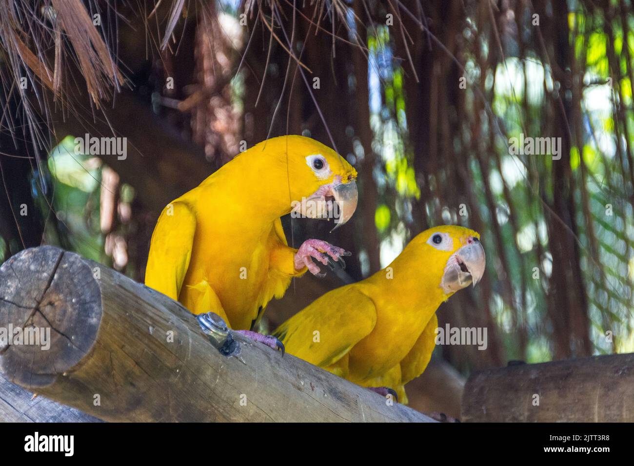 yellow and green bird known as ararajuba on a perch in Rio de Janeiro ...