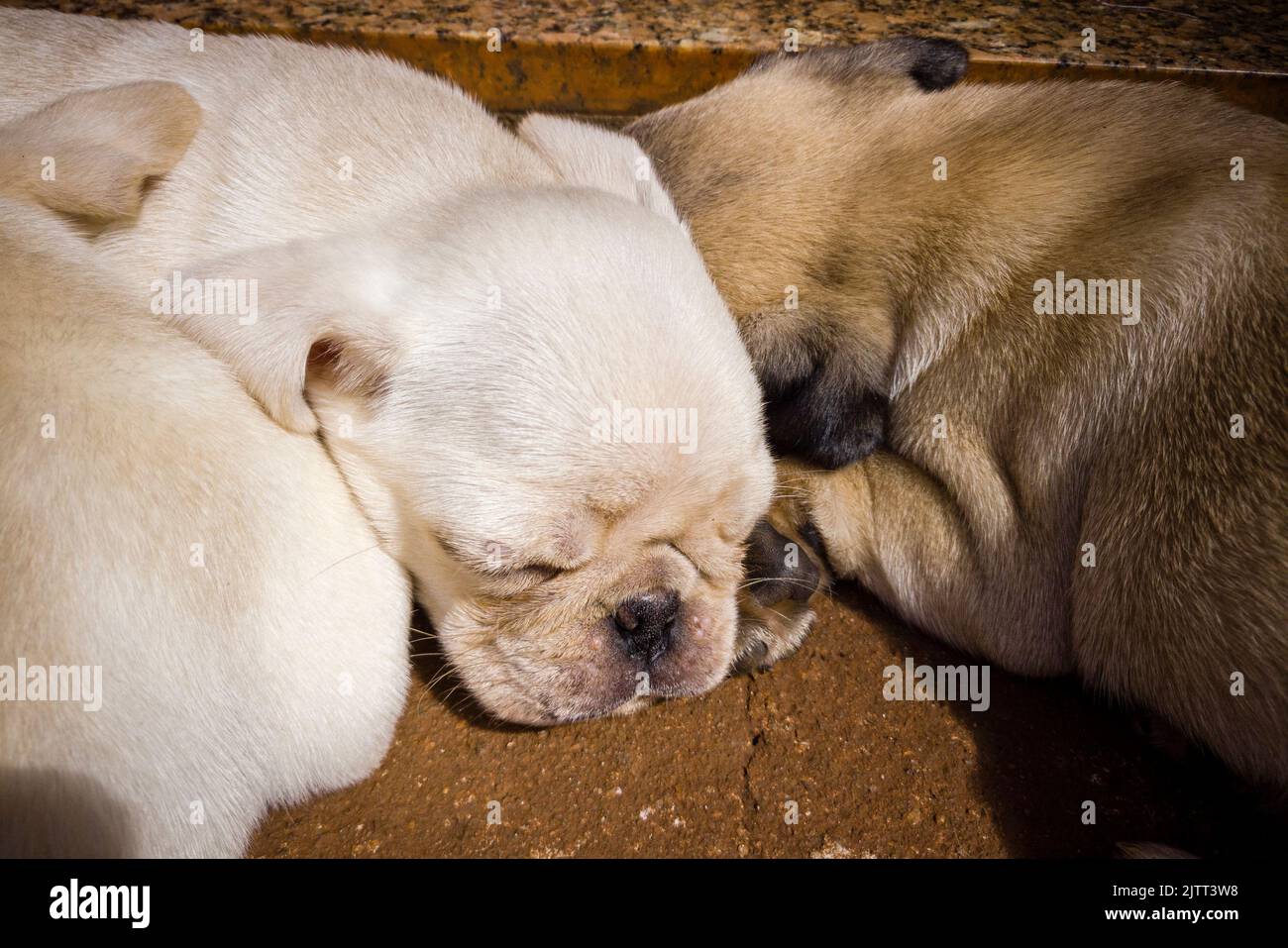 Pug sleeping floor purebred dog hi-res stock photography and images - Alamy